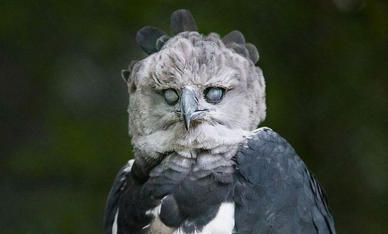 Kao iz horor filmova: Fotografije najvećeg i najmoćnijeg orla prava ...