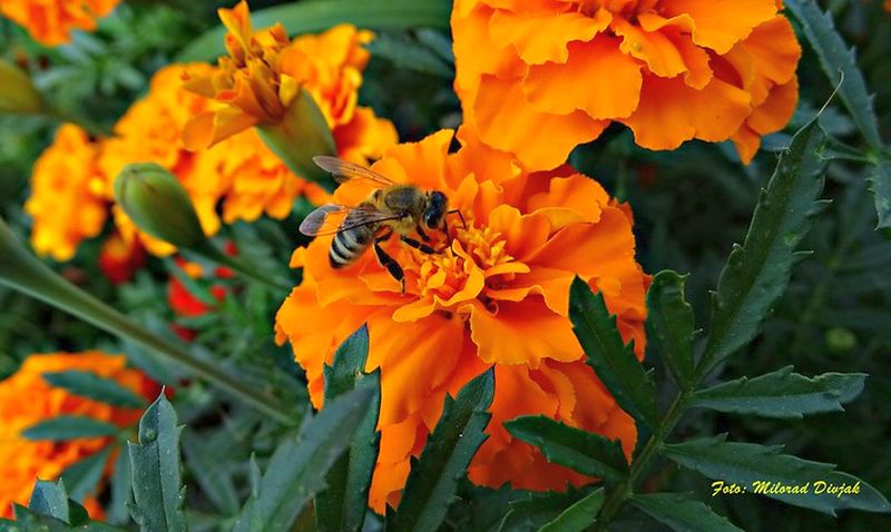 Kadifica, ukras i lijek | BL Portal