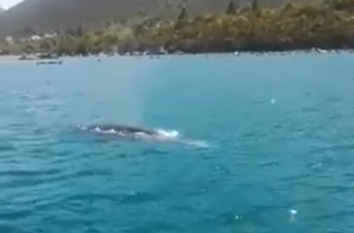 Beluga kit zalutao: Uplivao u vode rijeke Sene | BL Portal