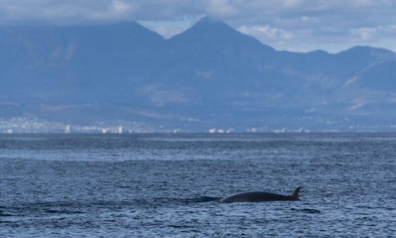 Čekanje se isplatilo: U Jadranu pronađen kit od 15 metara | BL Portal
