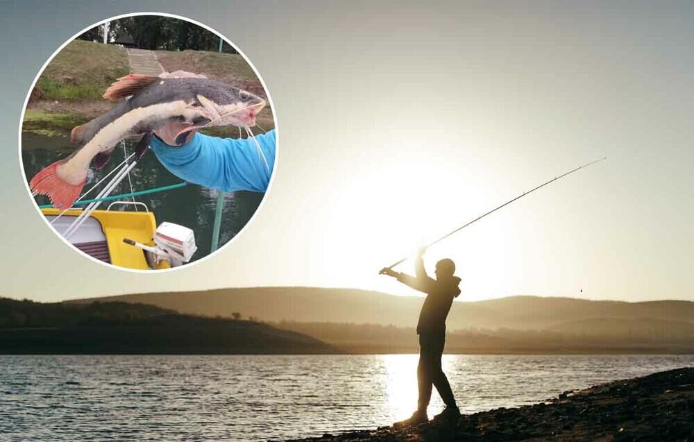 U Savi upecana riba za koju se nadaju da će je zima istrijebiti iz ...