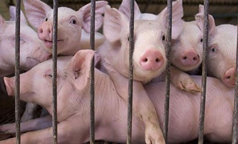 Poznato i zbog čega: Prasići u Srpskoj ponovo poskupljuju | BL Portal