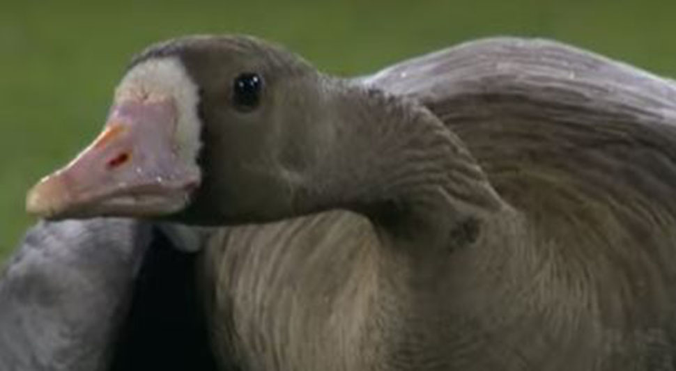 Nepozvan gost: Guska prekinula utakmicu bejzbola VIDEO | BL Portal