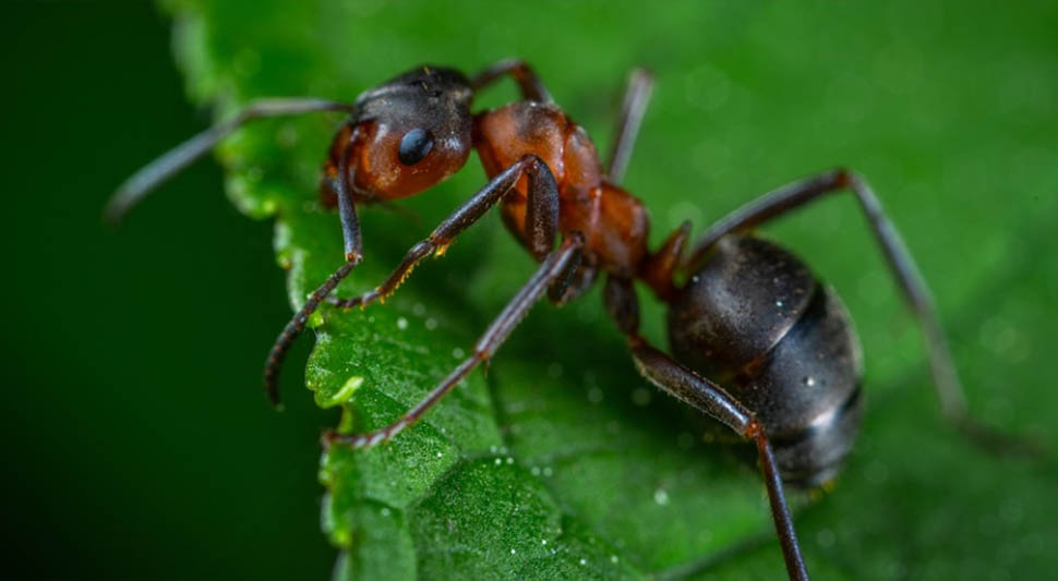 Zastrašujuće: Ovako izgleda uvećano lice mrava FOTO | BL Portal