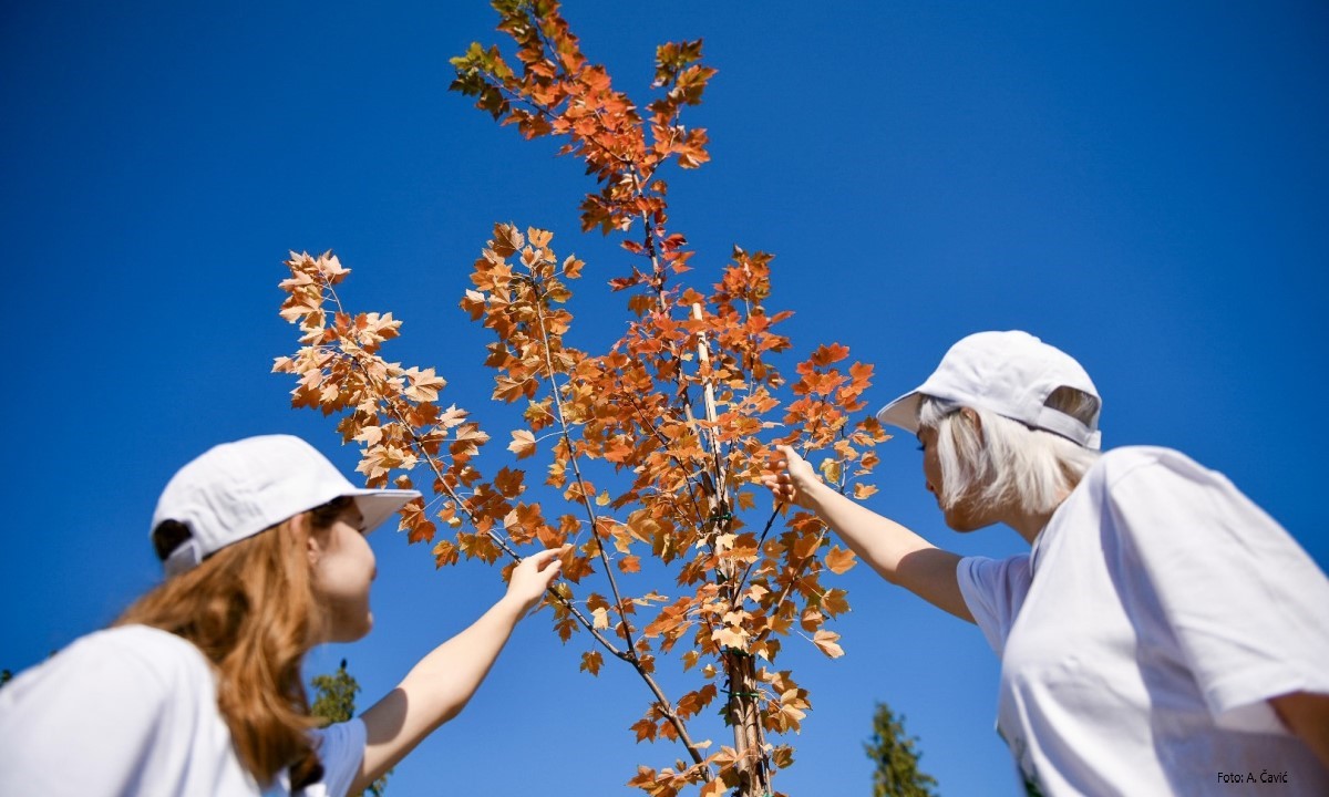 Akcija za zeleniju Banjaluku: Donirajte sadnice za novi drvored na ...