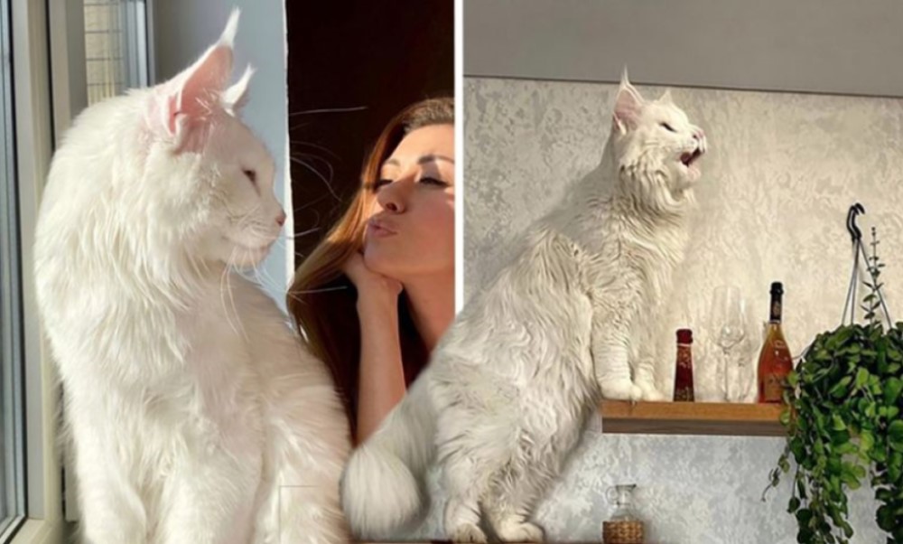 Ljudi pomisle da se radi o psu: Kefir je najveća mačka na svijetu FOTO ...