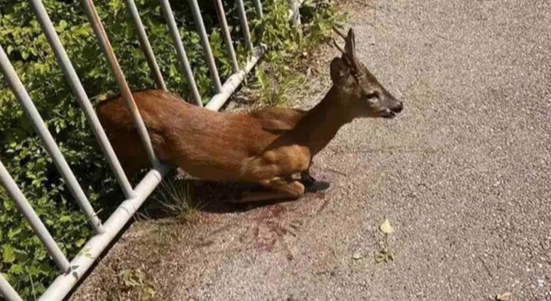 Spasili ga mještani: Srndać se zaglavio u ogradi | BL Portal