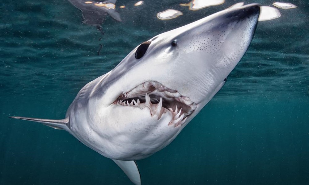 Naučnici šokirani prizorom: Ajkula progutala, pa povratila bodljikavog mravojeda FOTO | BL Portal