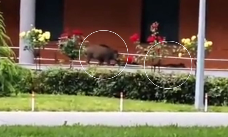 Divlje svinje ispred psihijatrije! Šetale dva sata, a onda se okrenule ...
