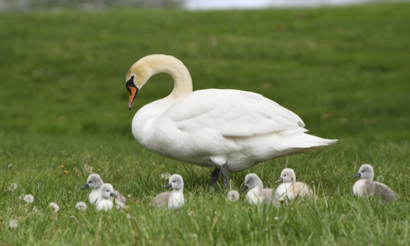 Nepromišljen potez: Ukrali popularnu labudicu iz jezerceta i pojeli je ...