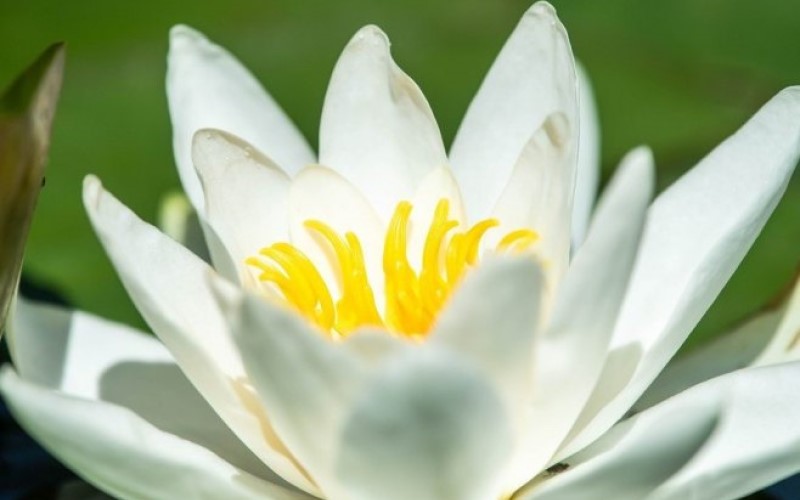 Ljiljan – simbol Presvete Bogorodice | BL Portal