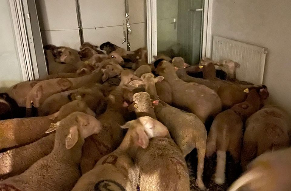 U stanu pronađeno 40 ovaca: Bile predviđene za klanje FOTO | BL Portal