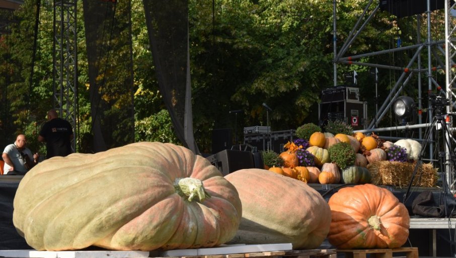 Rekordi padaju na „Danima ludaje“: Bundeva teška skoro 870 kilograma ...