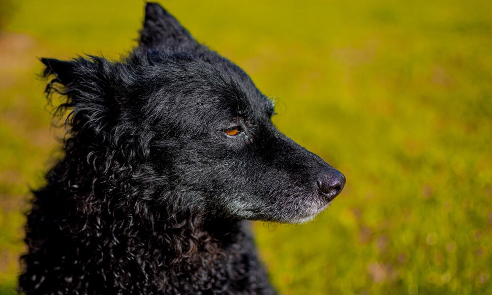 Policija traži nasilnika: Pas brutalno ubijen, upucan dva puta | BL Portal
