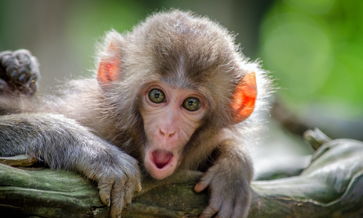 Lutaju selima dok traže hranu i prave štetu: U Nepalu prvi nacionalni ...