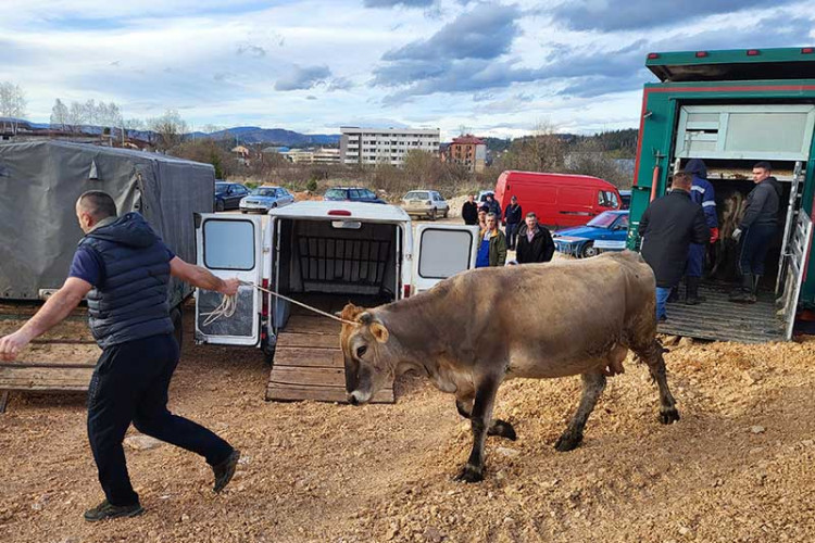 Vrijedna donacija: Dodijeljeno 20 gatačkih krava i junica | BL Portal