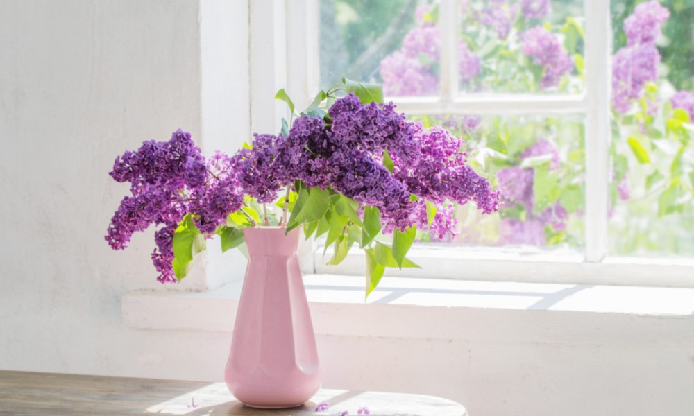 Znate li za legendu o jorgovanu? Kažu da se unosi u kuću za Vaskrs i za ...