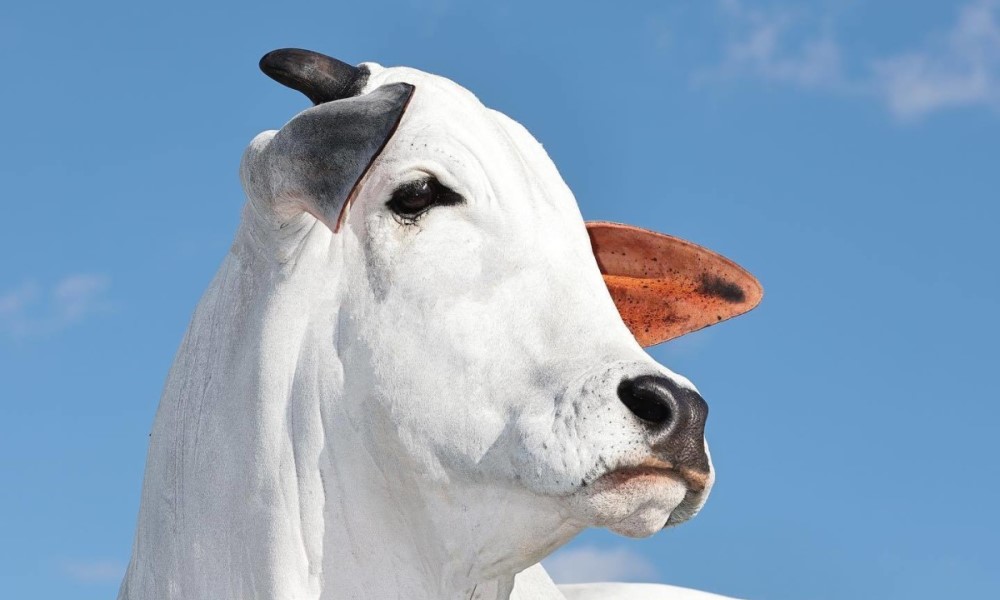 Najskuplja krava ikad prodata na aukciji: Od cifre će vam se zavrtjeti ...