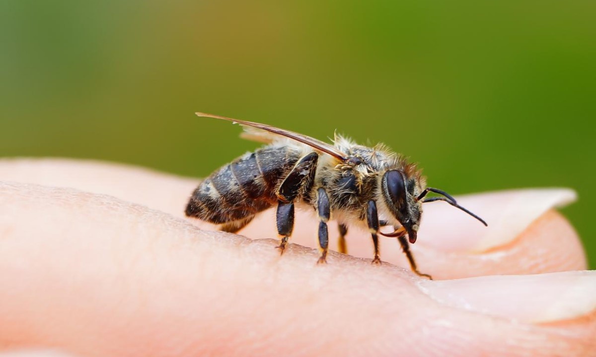 Pčelar podijelio koristan trik: Na ovaj način se riješite bola kod ...