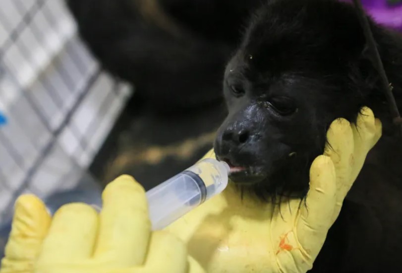 Majmuni padaju mrtvi sa drveća: Temperatura iznad 45 stepeni | BL Portal