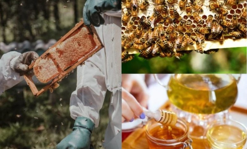 Pčelari u Srpskoj suočeni sa ozbiljnim izazovima: Suša odnijela na ...