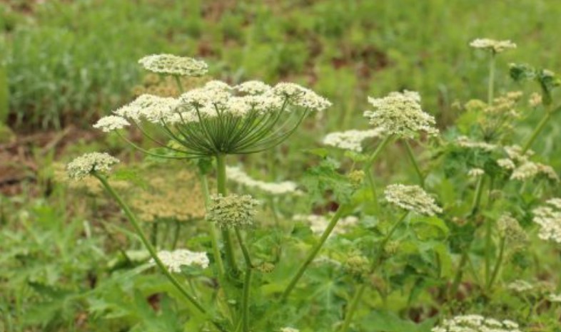 Plikovi veličine grozda: Dobila opekotine trećeg stepena zbog ove ...