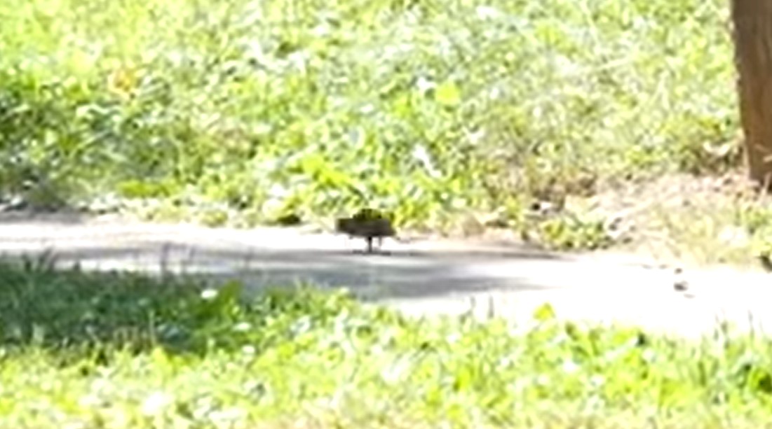 Trčkarao “Kupusištem”: Pacov snimljen u centru Banjaluke VIDEO | BL Portal