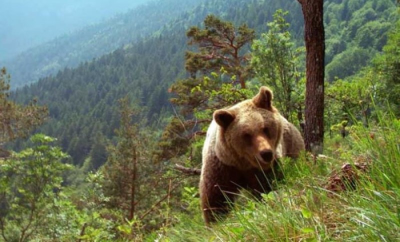 Banjalučani, oprez: Na Banj Brdu viđen medvjed? | BL Portal