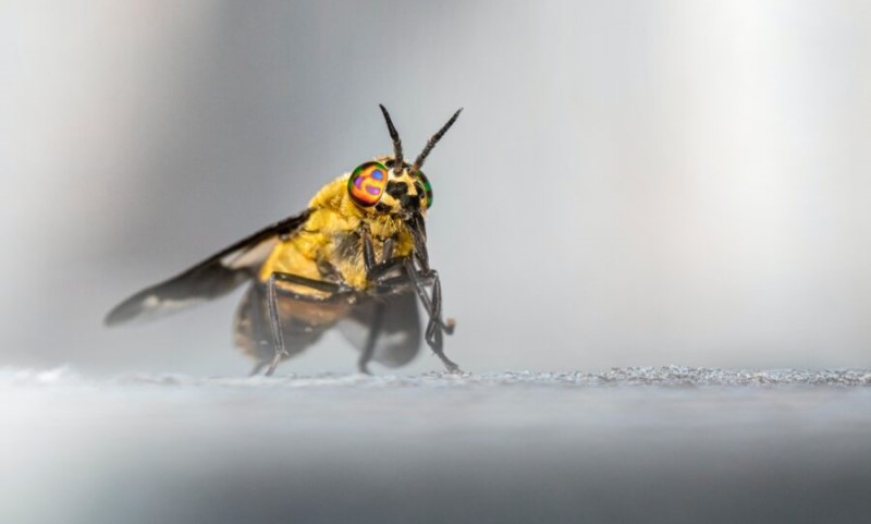 Šta kad vas ujede obad? Nije naivno, opasnije je od stršljena | BL Portal