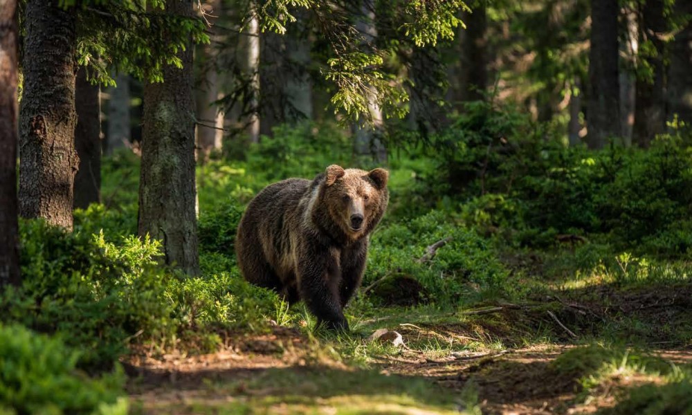 Opasan susret: Lovac kojeg je u BiH napao medvjed prebačen u Srbiju ...