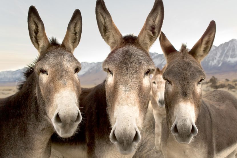 Nesvakidašnja krađa u Hrvatskoj: Nestalo 6 magaraca! | BL Portal