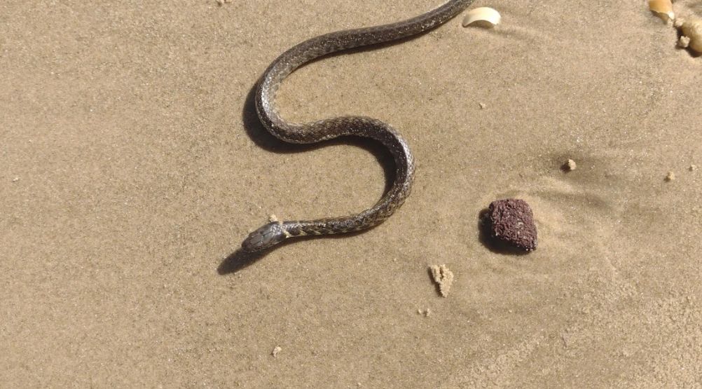 Srpski turisti ugledali zmiju na plaži u Grčkoj: “Više nikad tamo neću ...