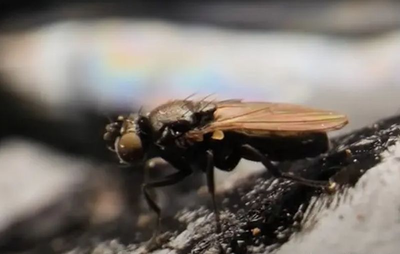 “Petrolejska muva” neobičan insekt koji živi u nafti VIDEO | BL Portal