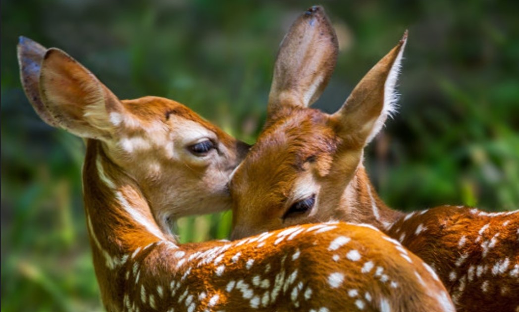 Mještani čuli pucanj: Srna i lane ubijeni bez milosti u naselju nadomak ...