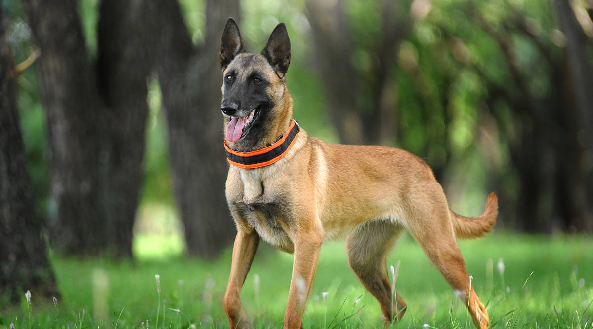 Stručnjaci “razvezali jezik” Ovo je najnoviji kalkulator za ...