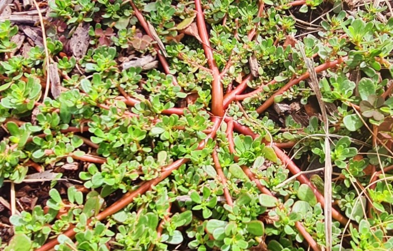 Ljekoviti korov: Većina ljudi ih zanemaruje, ali ove tri biljke obiluju ...