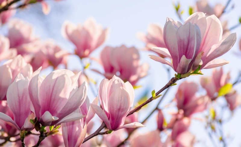 Simbol snage i vjernosti: Evo zašto svako u dvorištu mora imati ovaj ...