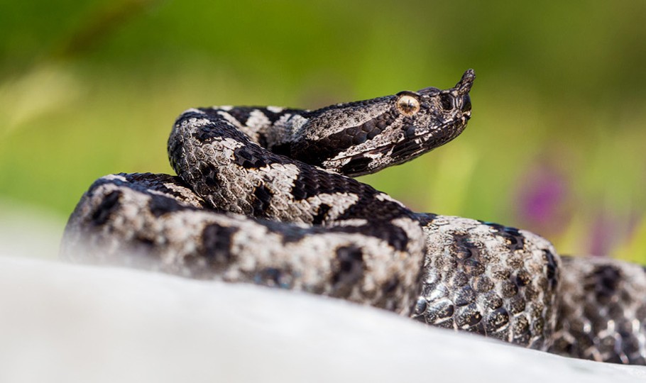 Nevjerovatna priča iz komšiluka! Tri puta preživio ugriz poskoka: Više ...
